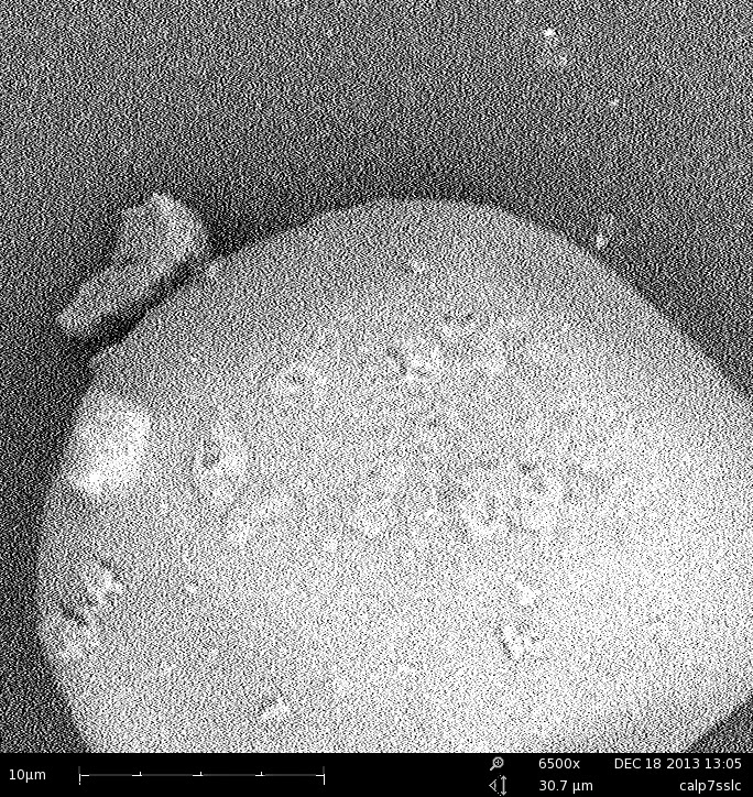 Learning and Investigating Lily Pollen