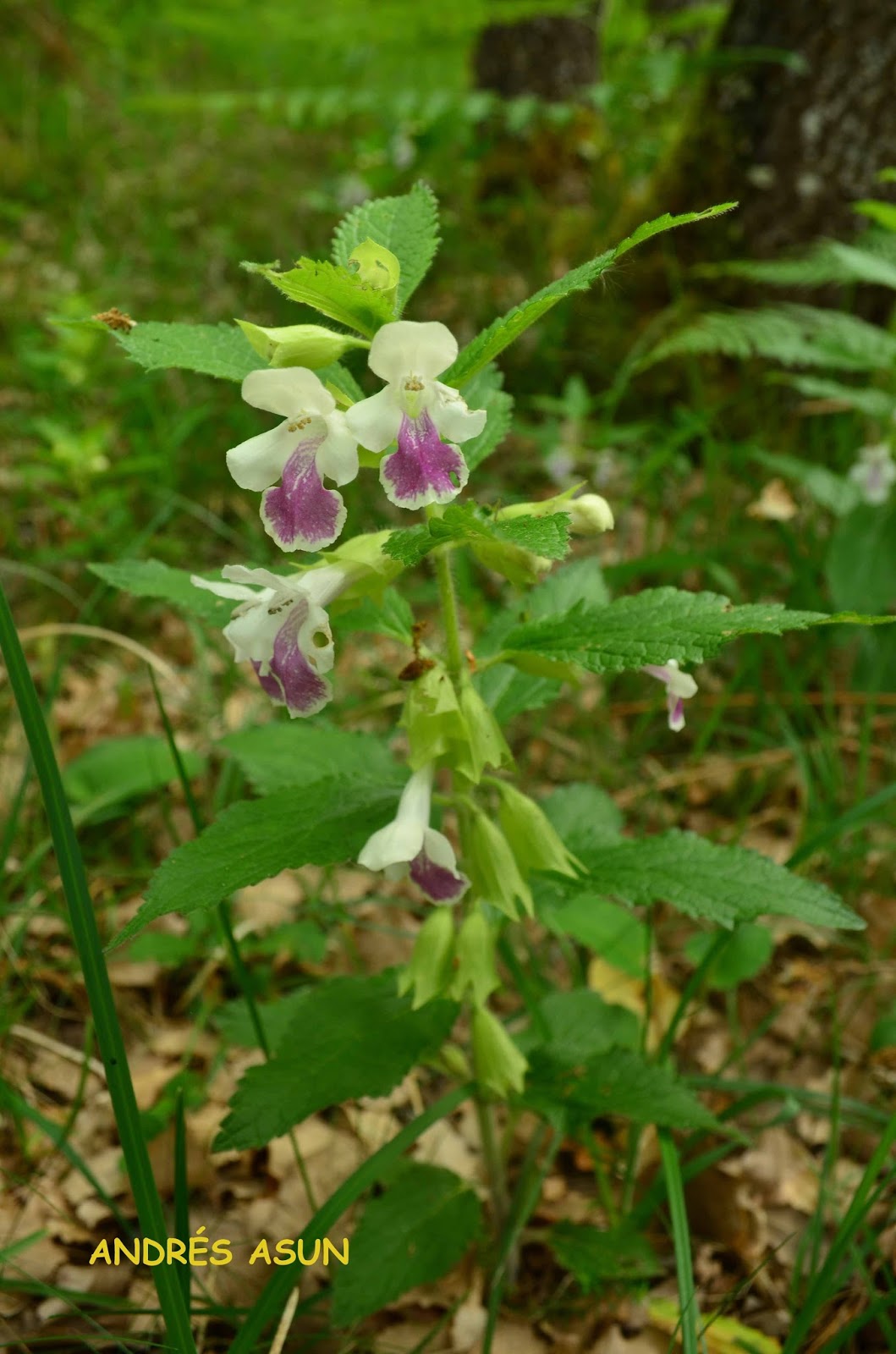 Flores silvestres de la Cordillera Cantábrica: LABIADAS - Labiatae
