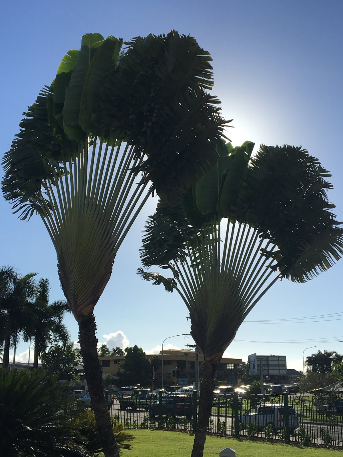 New ZimZim: Professional Development Pesega, Samoa