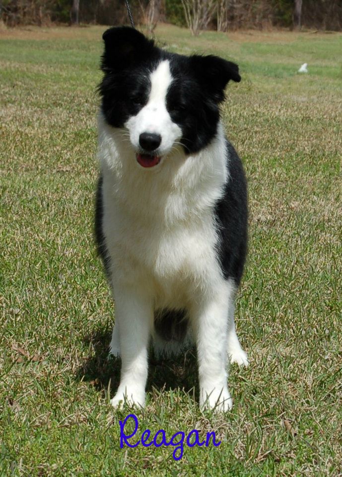 53 Dog Names Female Border Collie Photo Bleumoonproductions 53-dog-names-female-border-collie-photo-bleumoonproductions