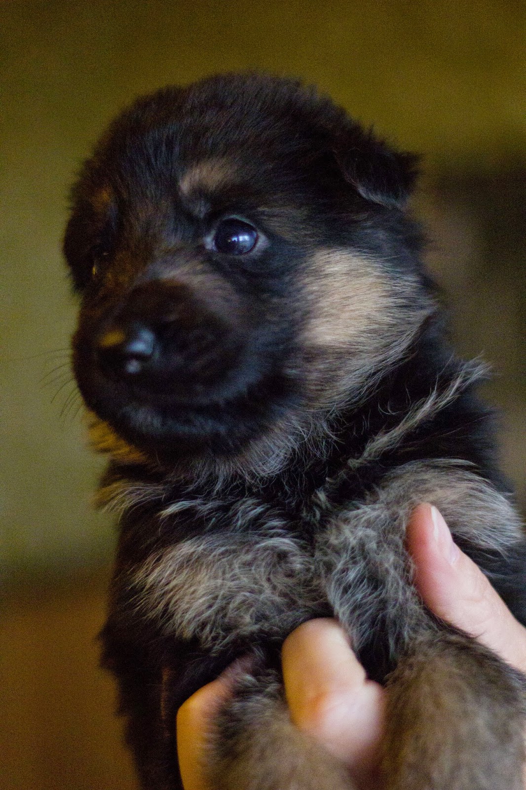 Wellegårdens Kennel: Schäfervalpar