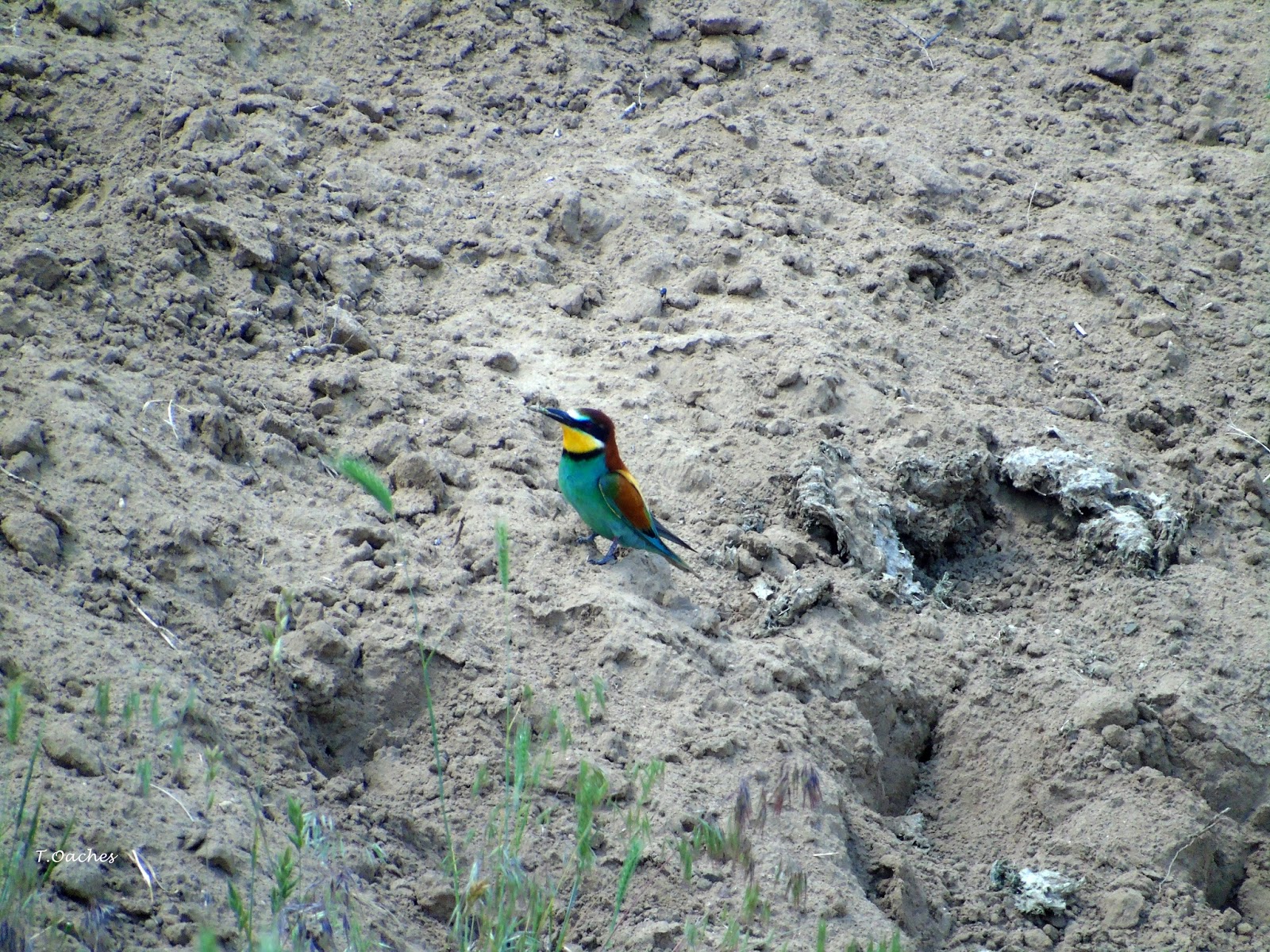 PASARI DIN ROMANIA: PRIGORIE, Merops apiaster