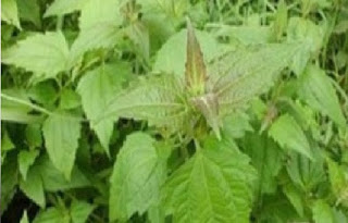 TOP 10 BENEFITS OF KOMBA-KOMBA LEAF FOR BODY HEALTH - HEALTH INSURANCE ...