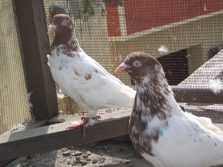 Pakistani Tipplers (Kabootar Baaz) | UK & USA Pigeons | Fancy Pigeons ...