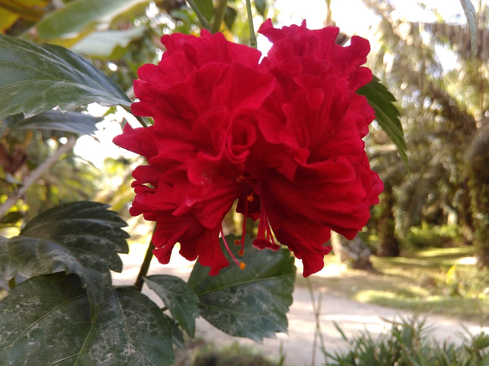 Tanaman Bunga Milik Ibu : Bunga Mawar | Bunga Sepatu | Bunga Pacar Cina ...