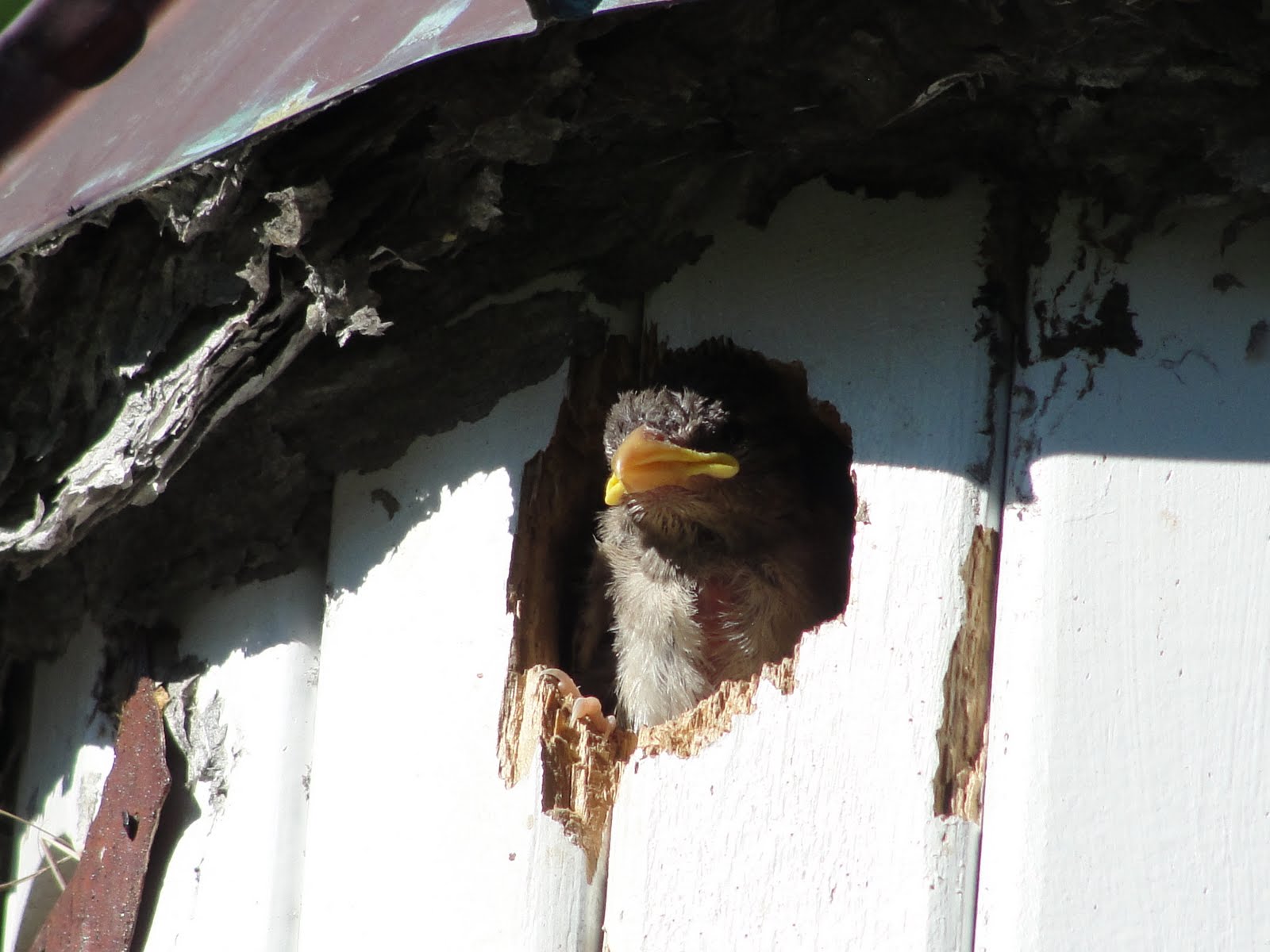 house sparrows | Mary Richmond's Cape Cod Art and Nature
