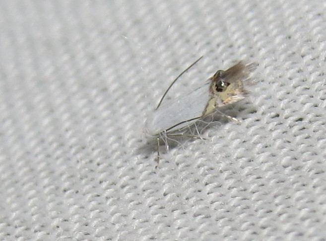 Bug Eric: Don't Ignore the Small Bugs!