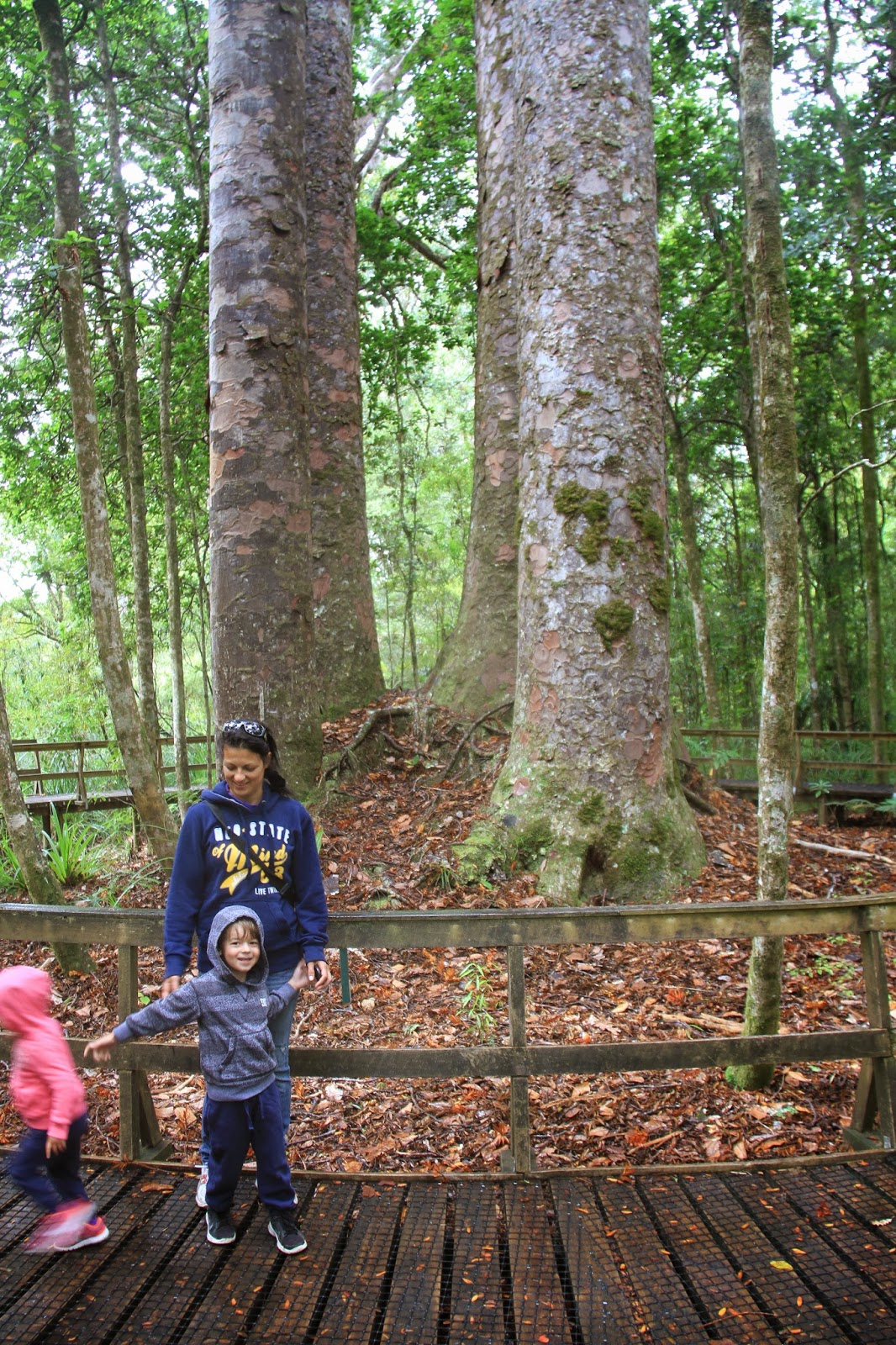 Weltreise 2014: Tane Mahuta & Te Matua Ngahere, 3rd of March 2014