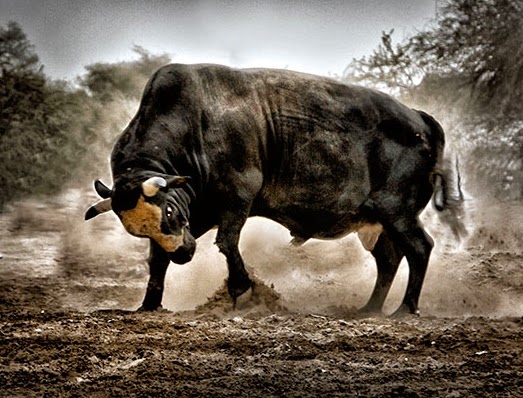 How the Angels can put the BULL back in the PEN ~ Los Angeles Angels ...