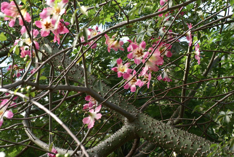 Flower Dictionary: Silk Floss Tree