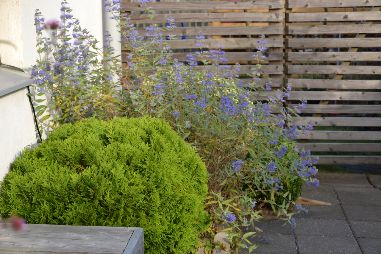 Cattis & Eiras Trädgårdsdesign: Entrésida med mycket vintergrönt och ...