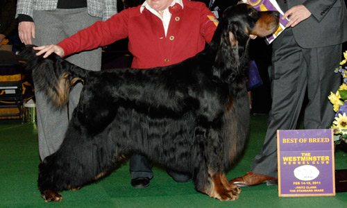 DOG SHOW POOP: WESTMINSTER GORDON, IRISH, & ENGLISH SETTERS