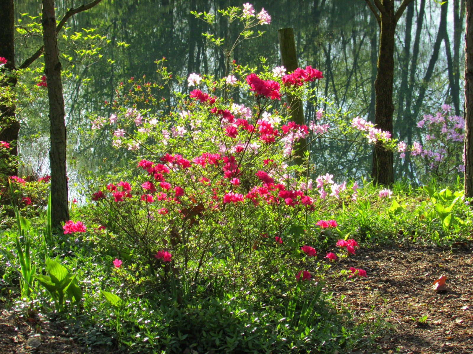 Murray & Candace's Adventures: Azalea Path Arboretum and Botanical ...