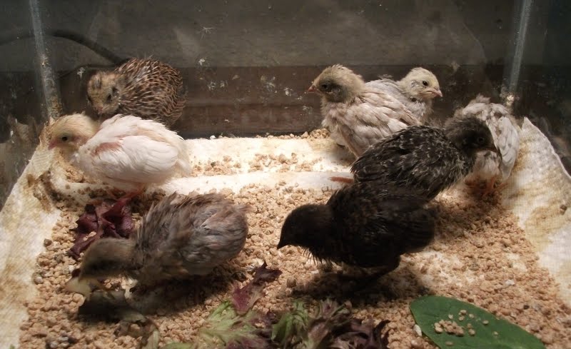 Blogging Quail: Button Quail Chicks At 12 Days