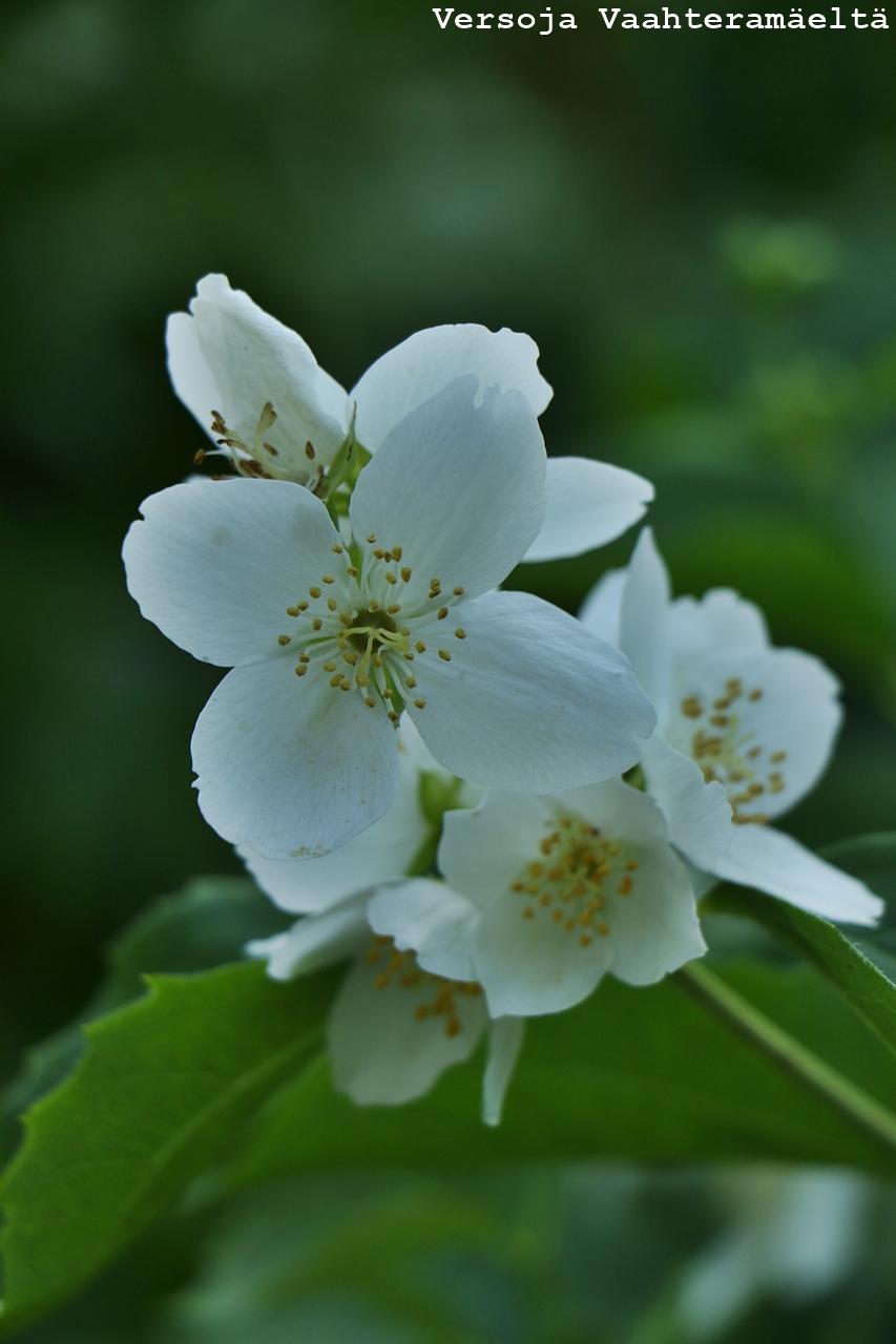 Versoja Vaahteramäeltä : Suloinen pihajasmike