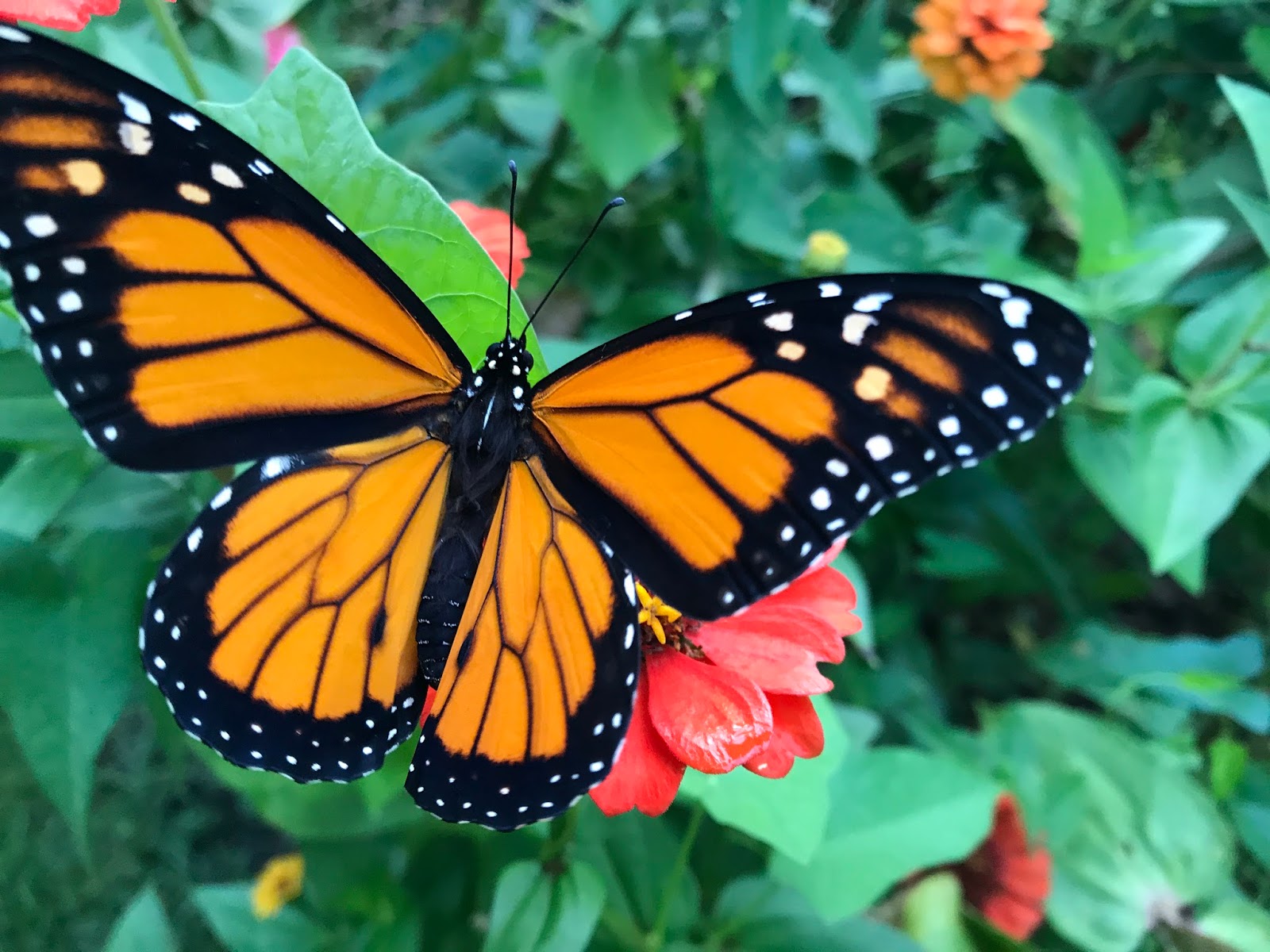 Natascha's Inspirations: My Amazing Butterfly Adventure