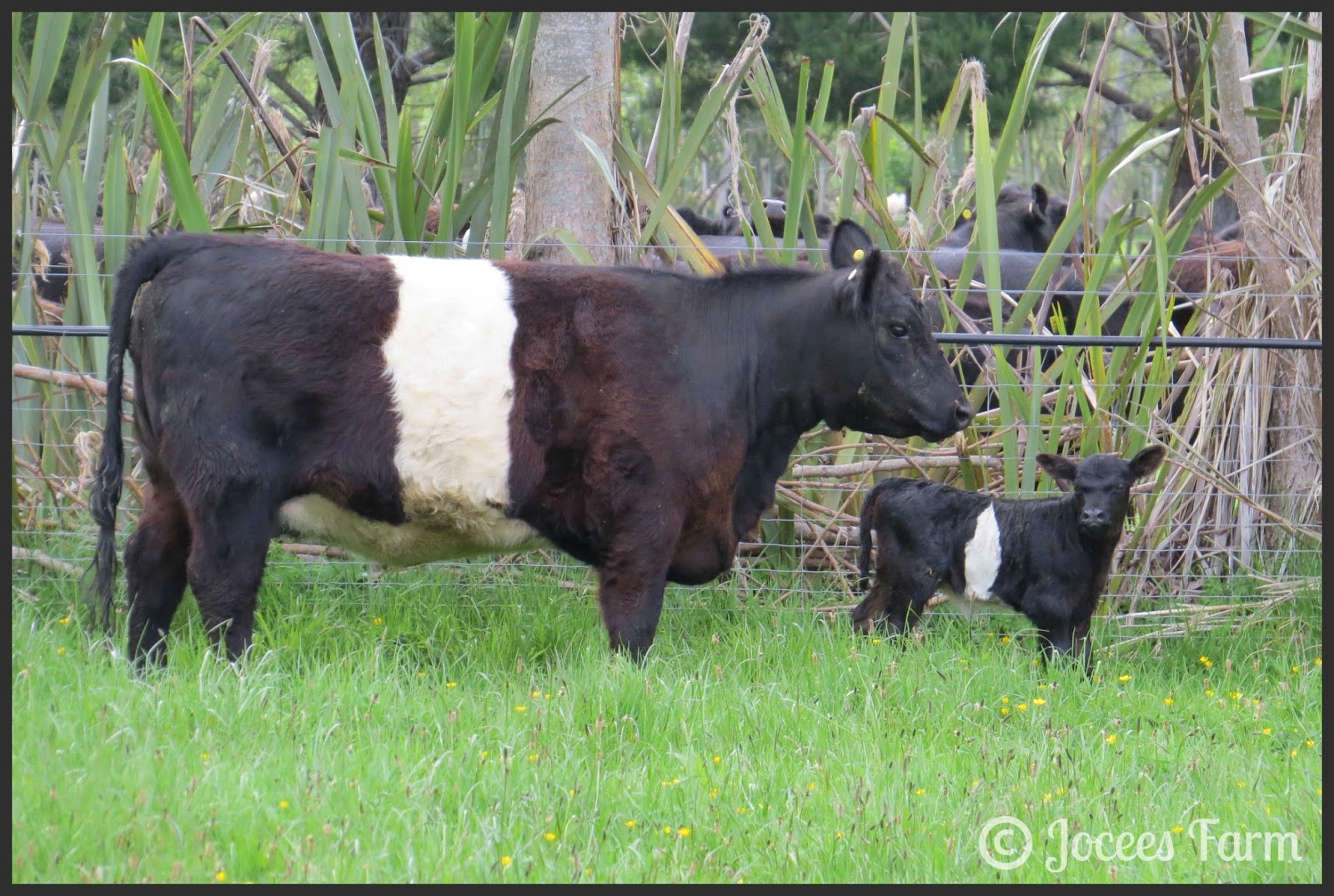 Jocees Farm: Belted Galloway Calf