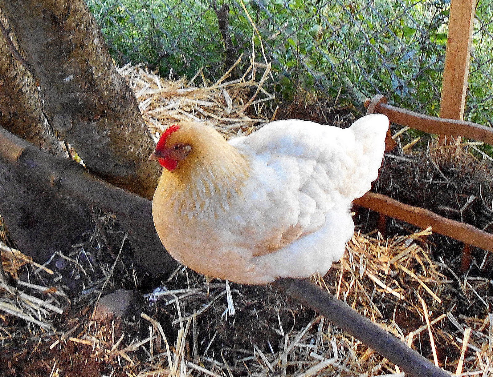 Flitzy Phoebie: Buff Orpington