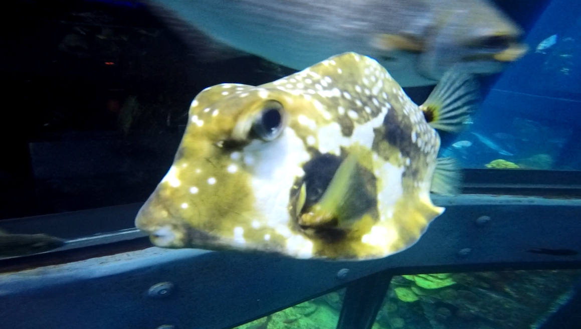 Giant Ocean Tank Divers Blog