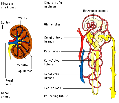 How The Kidney Works: Information | Diagrams of the Kidney