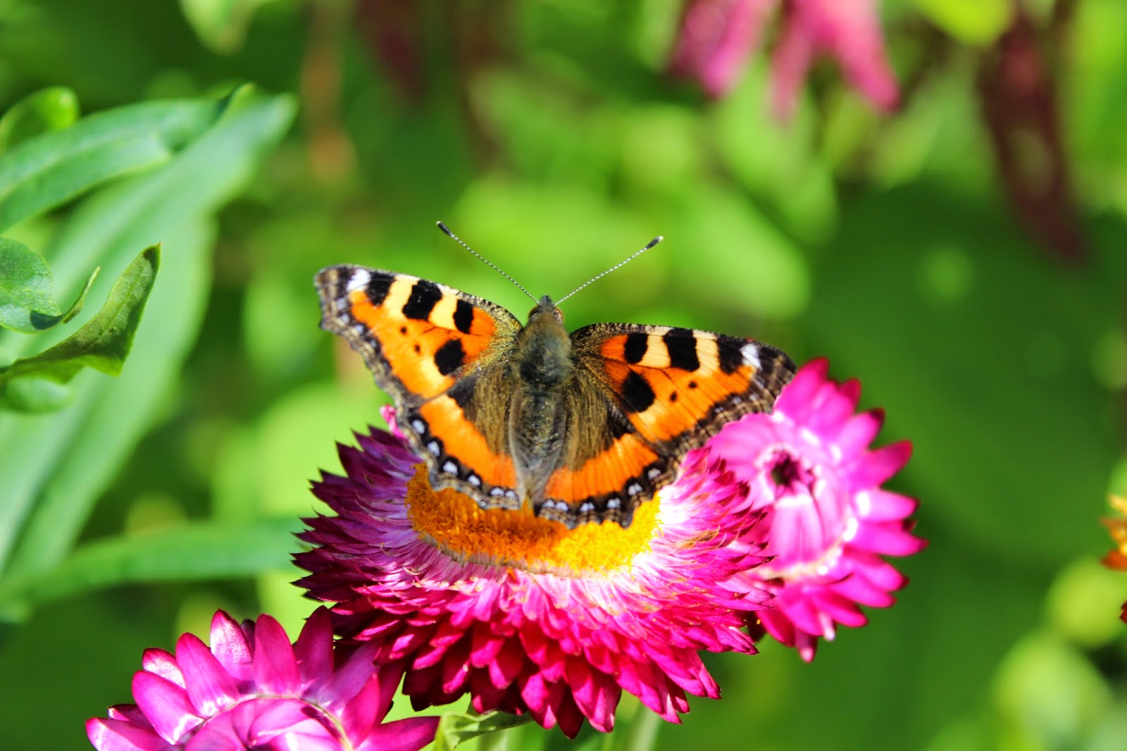 Hageri klassid: Leonti suvised pildid