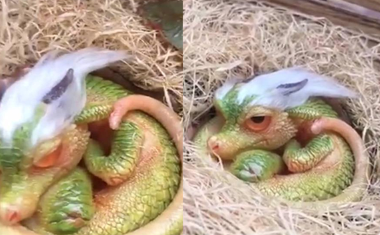 The Cute Baby Dragon Goes Viral in Thailand