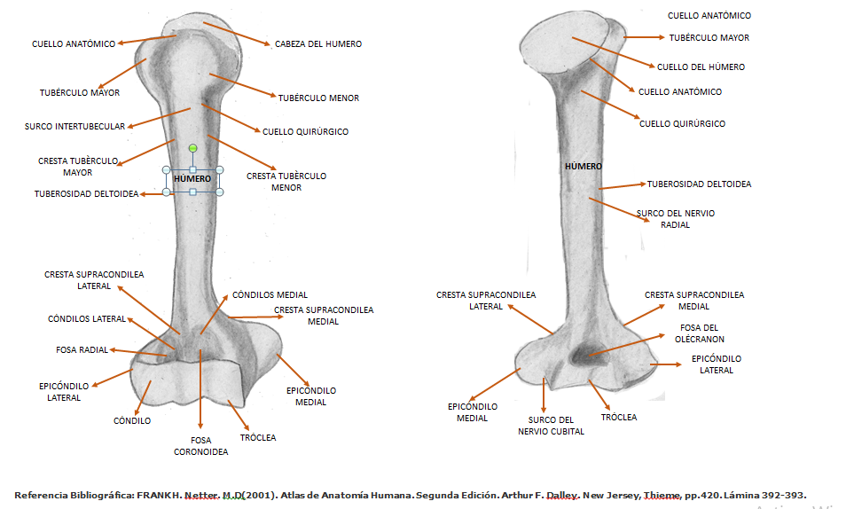 ANATOMIA RADIOLOGICA: 1. MIEMBRO SUPERIOR