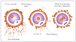 EMBRIOLOGIA 1: GAMETOGENESIS: TRANSFORMACION DE LAS CELULAS GERMINALES EN GAMETOS FEMENINOS Y ...