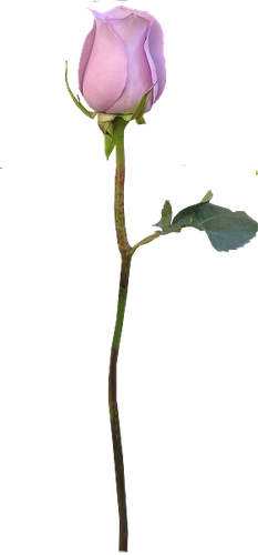 PNG Gül Resimleri | Tam35