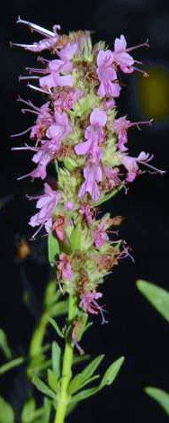 Growing Hermione's Garden: Hyssopus officinalis - Hyssop...Magical ...