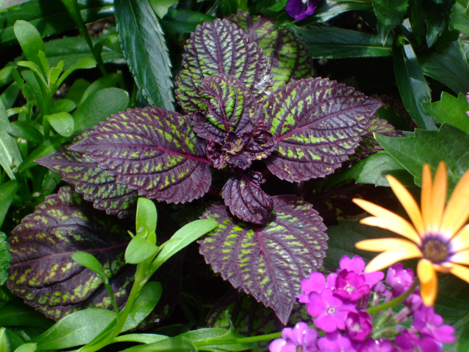 Yes, I Talk to Plants: Colorful Coleus