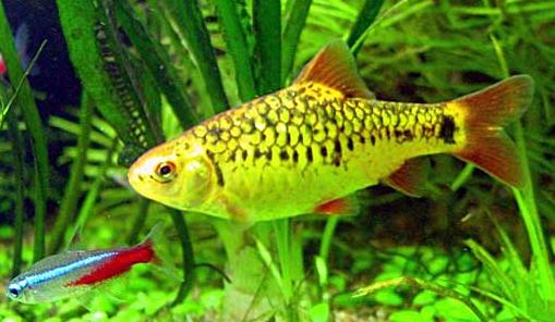 o peixe barbo ouro