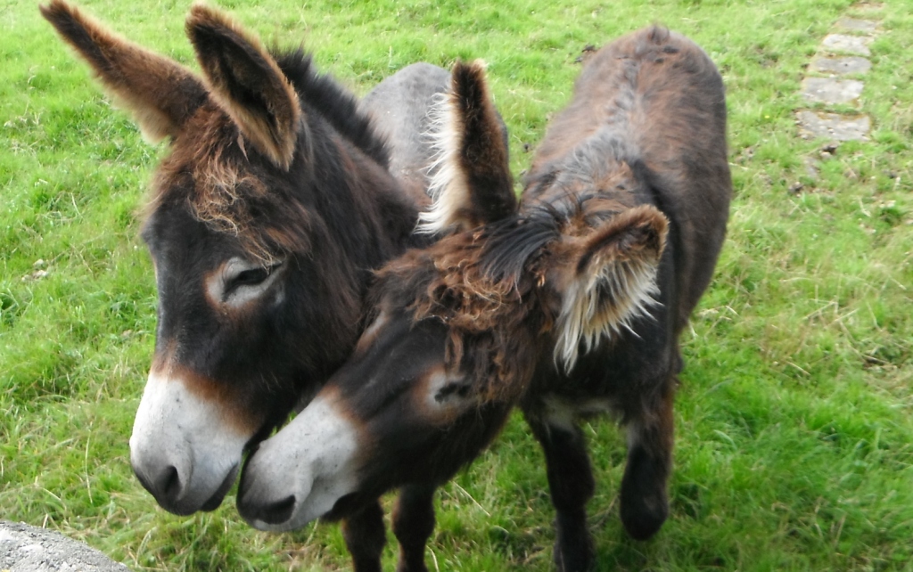 Staffordshire Photo: 01/10/2012 - 01/11/2012