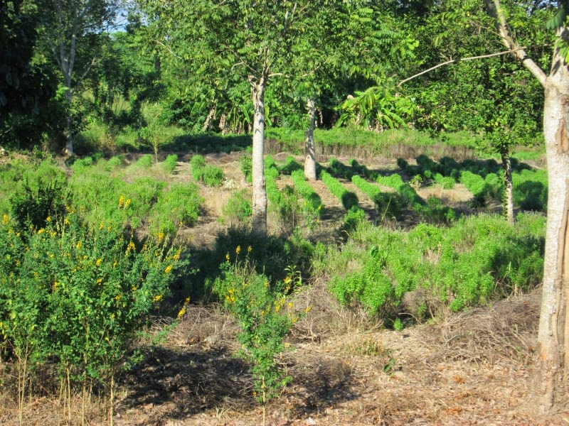 El cuexcomate: ¿Conoces los tamales de chepil o chipilin?