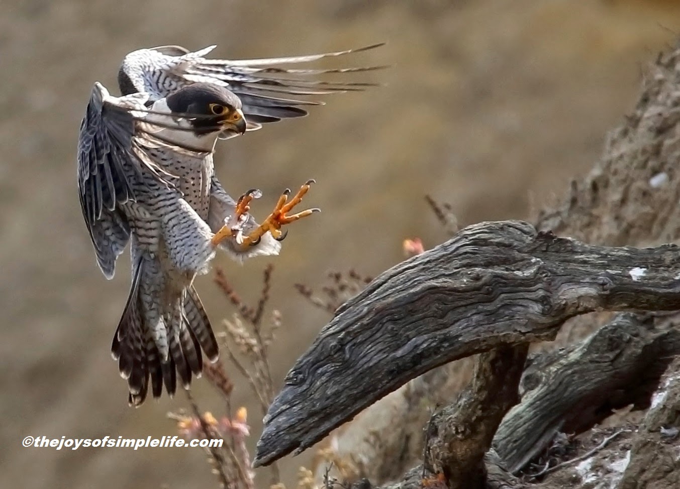 The Joys of Simple Life: Photographing Peregrine Falcons