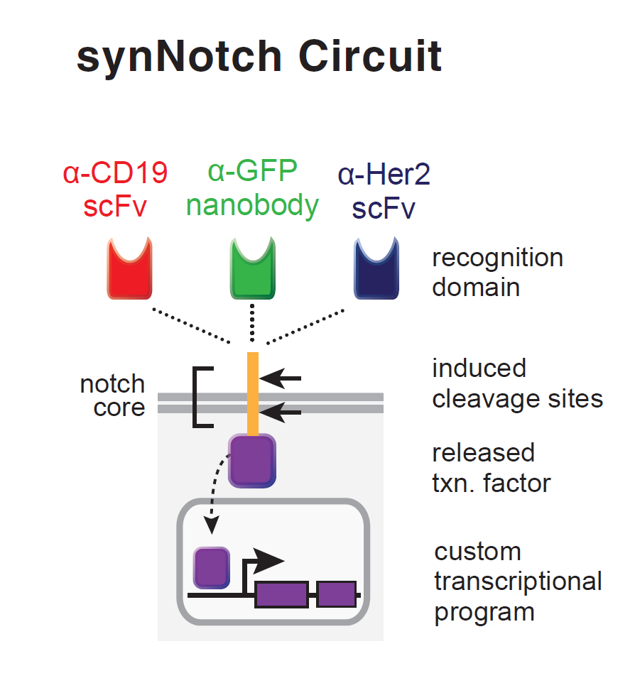 Engineering T cells to cellular factories with synthetic Notch ...