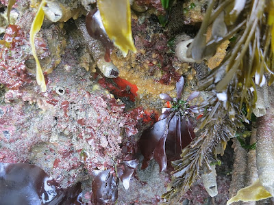 Ocean In View: Under the Sea, Under the Sea