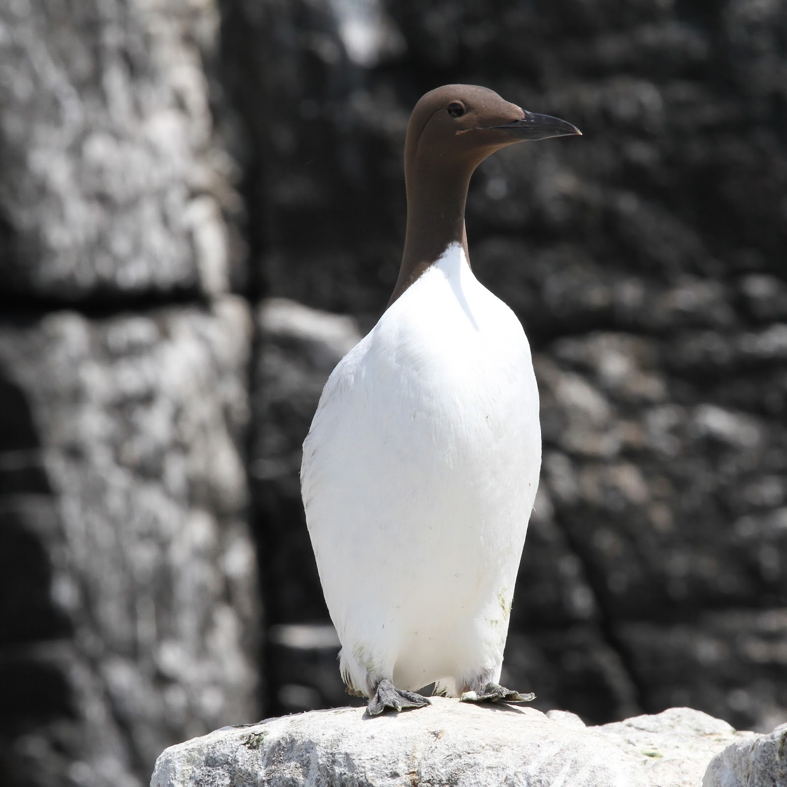TrogTrogBlog: Bird of the week - Guillemot