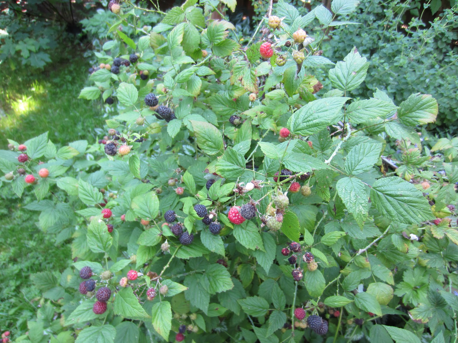 Beatrice Euphemie: Forest Berries and Fairy Folk