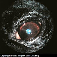 Dog Abc: Dog Eye Disease
