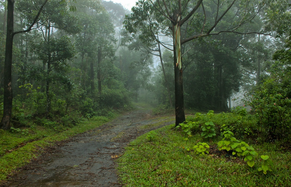 Tamilnadu Tourism: Manjolai Hills, Thirunelveli