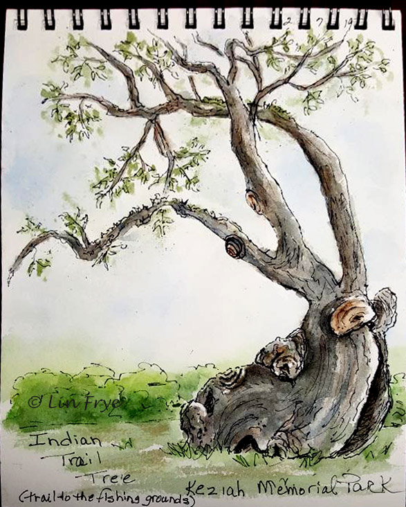 Sketching in Nature: Indian Trail Tree - Southport, NC - Lin Frye