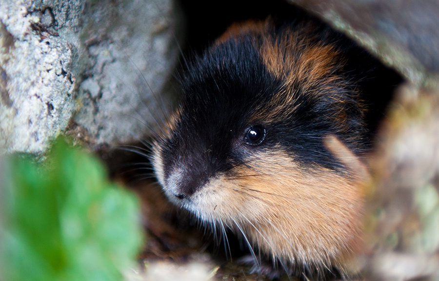 Øyvind Buljo Naturfoto: Rundtindvann