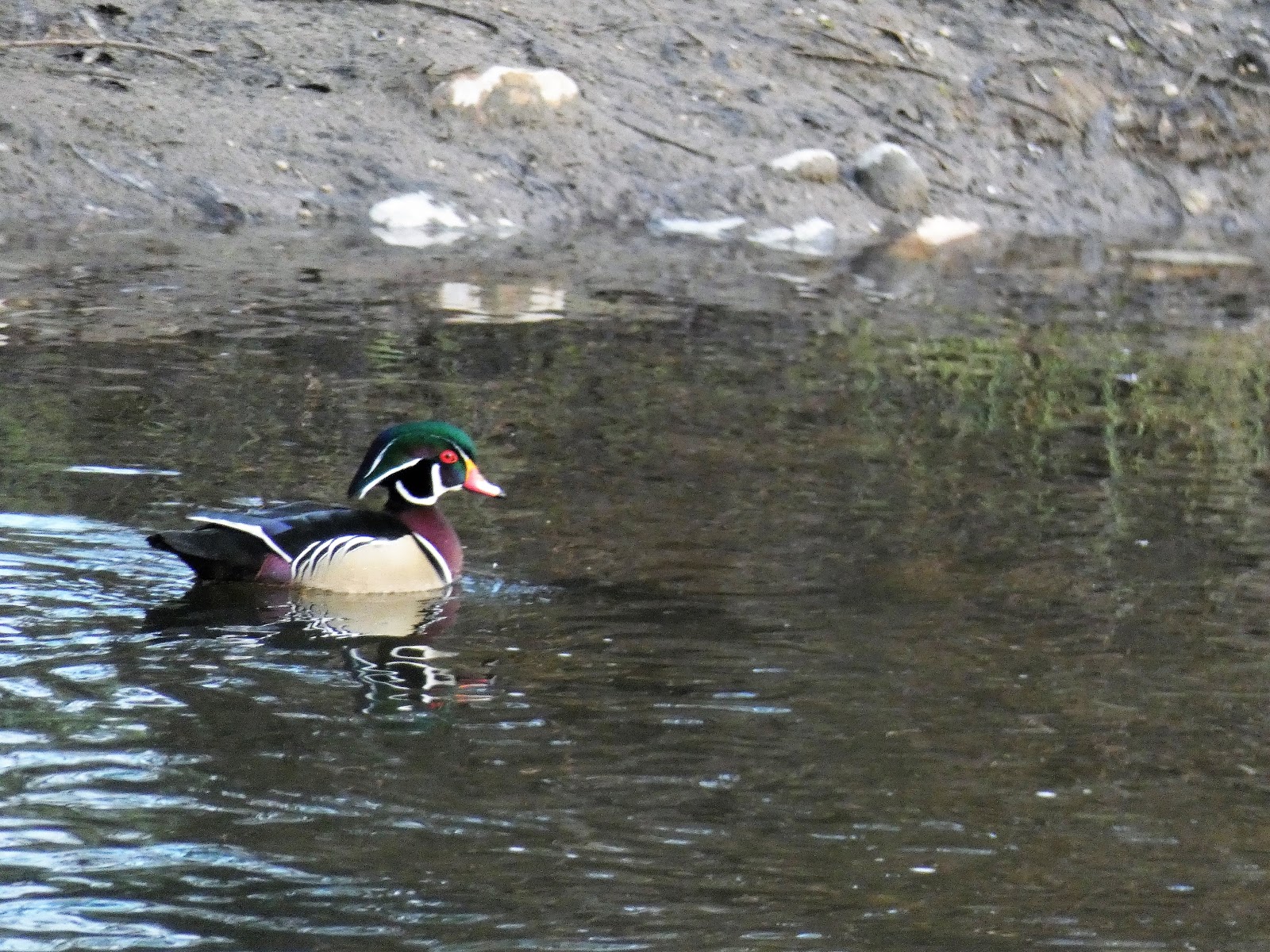 Geotripper's California Birds: The Most Colorful of Ducks: Wood Ducks ...