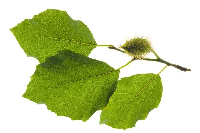 KRÓLICZKI 2017/18: Dzień Drzewa