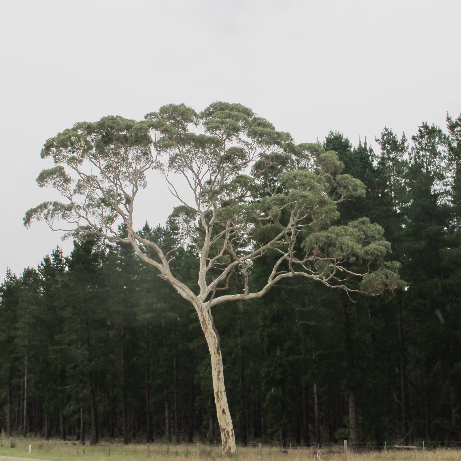Stepping off the Edge: The Mighty Gum Trees
