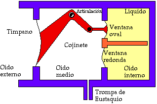 CIENTÍFICOS DEL JADA: LABORATORIO # 4 APARATO FONORRECEPTOR