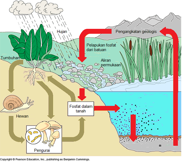 Daur Biogeokimia dan Suksesi EKologi - MAHKOTA SAINS