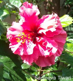 Health,Disease and Genetics: Gudhal flower – Medicinal value