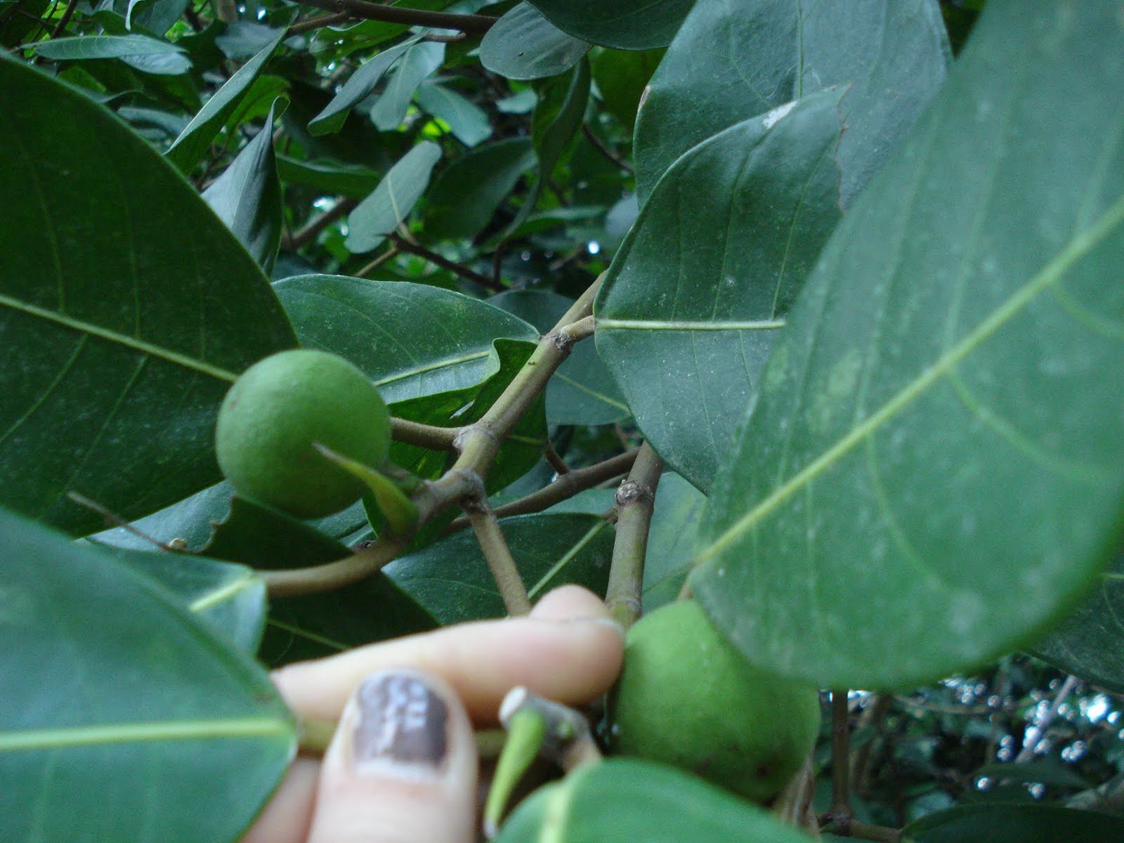 Bats are not bugs: My study species the Jamaican fruit bat